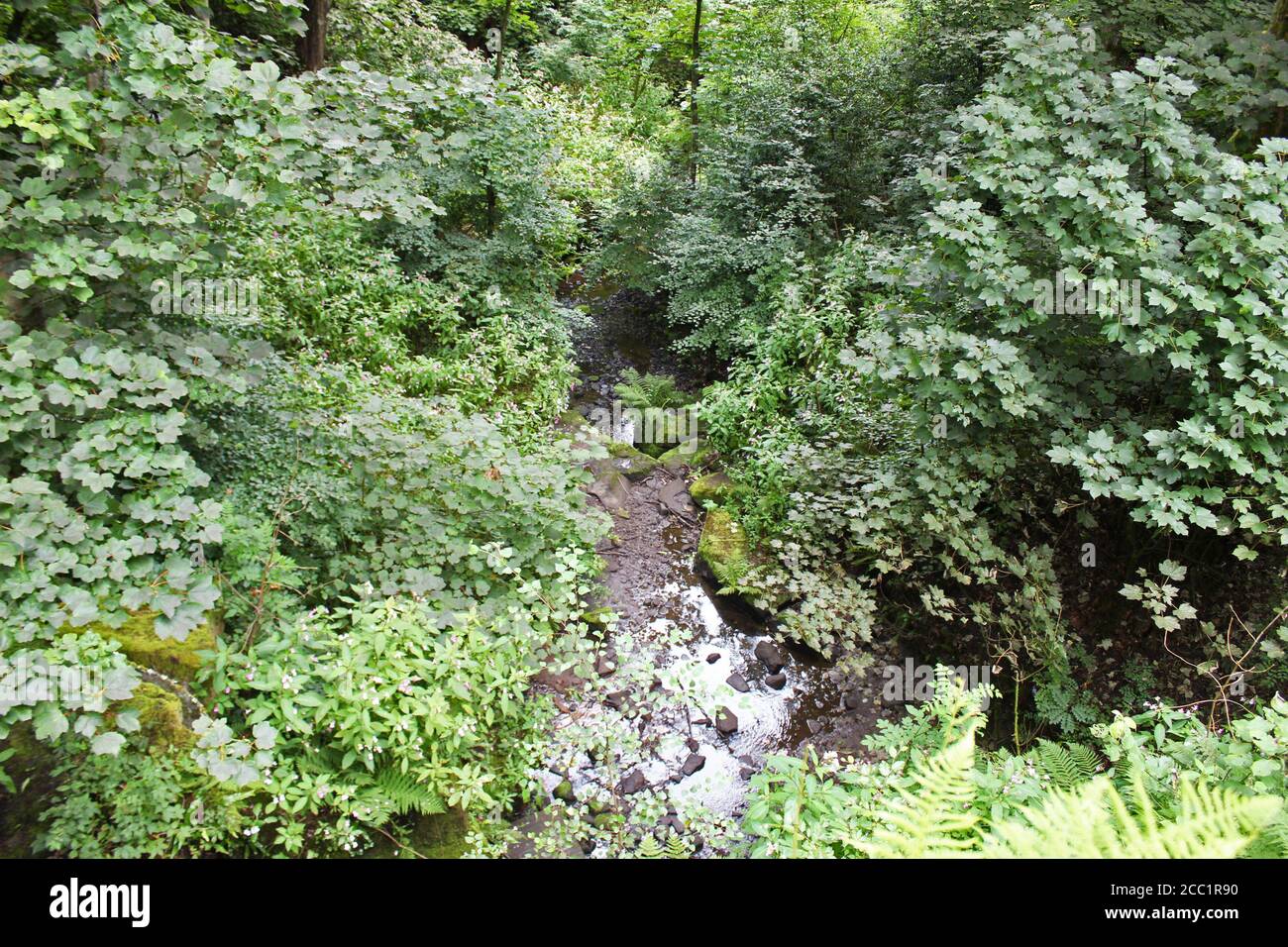 Old growth forest trees hi-res stock photography and images - Alamy
