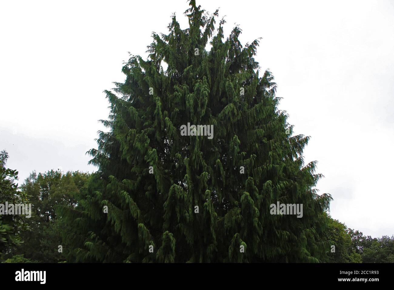 Big weeping willows hi-res stock photography and images - Alamy