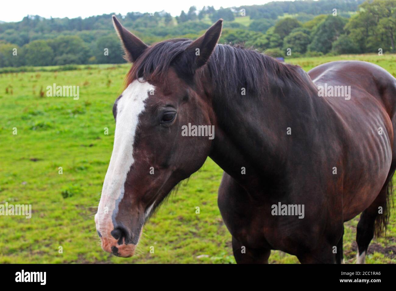 Dark brown horse's face with white blaze and pink around mouth on ...
