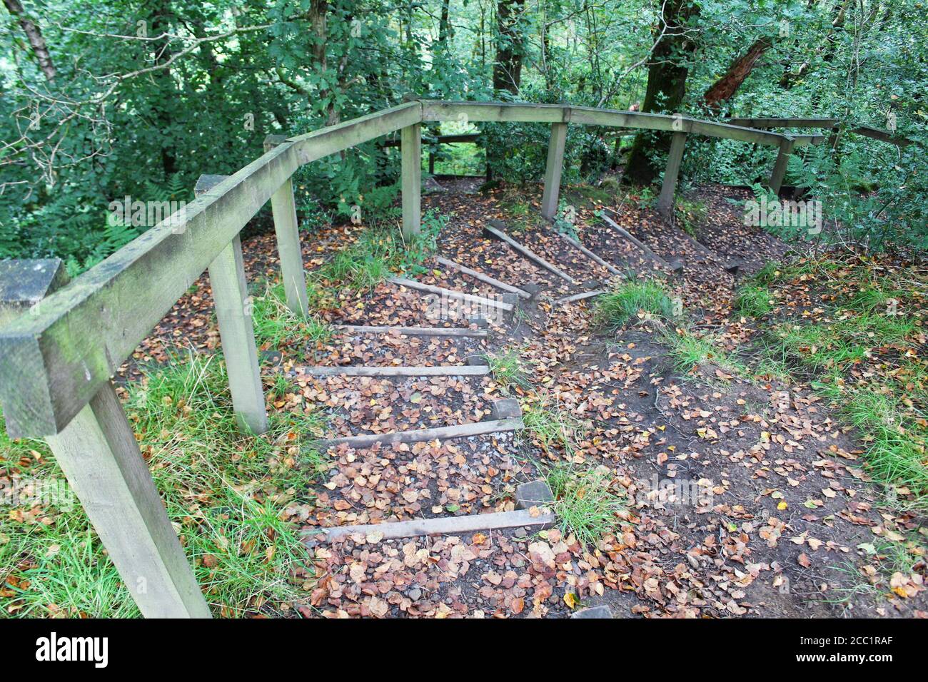 Woodland wooden steps hi-res stock photography and images - Alamy