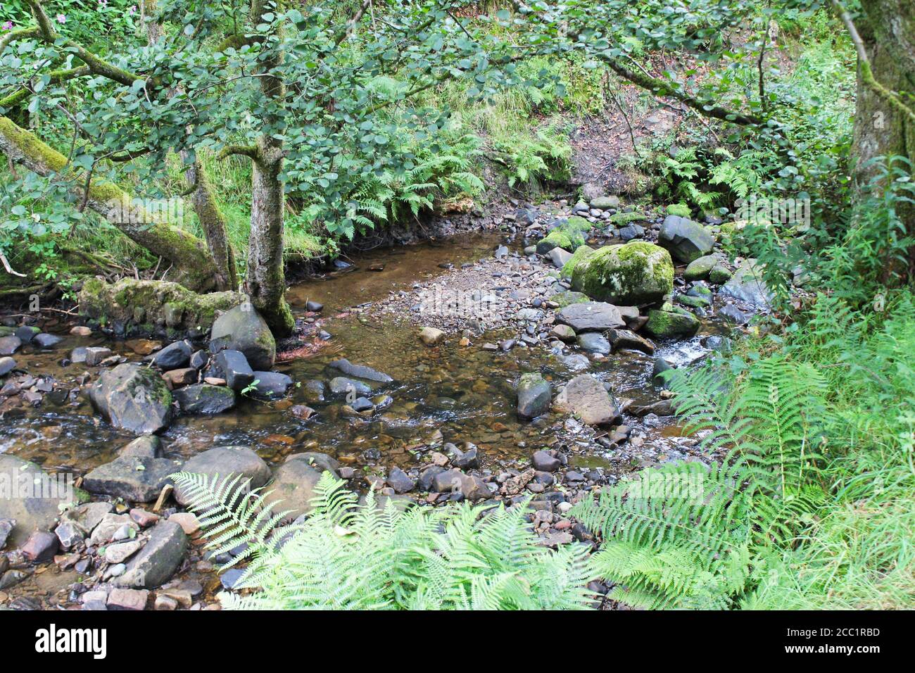 Overgrown streams hi-res stock photography and images - Alamy