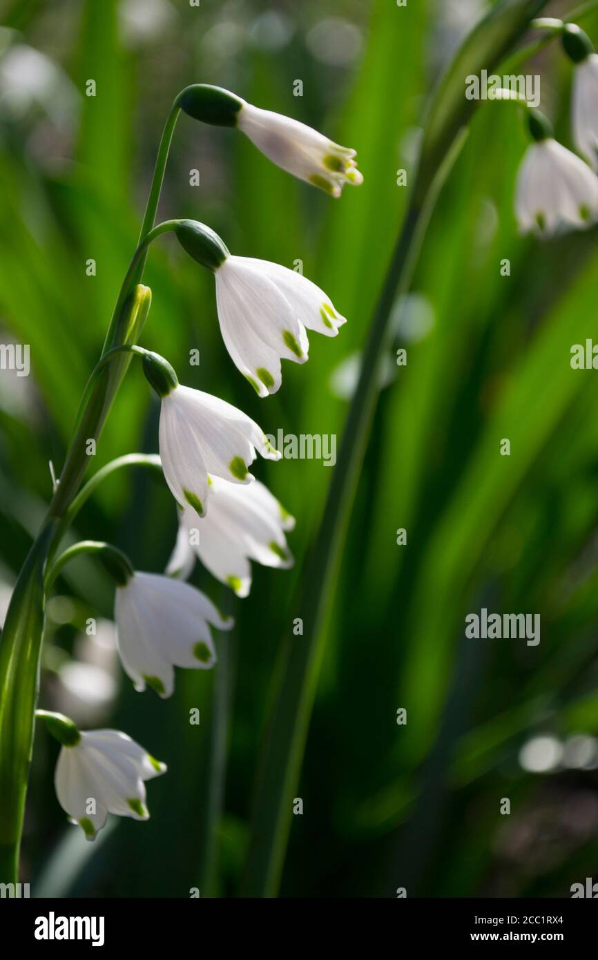 Macro image of small white flowers. Smooth blurry green background with ...
