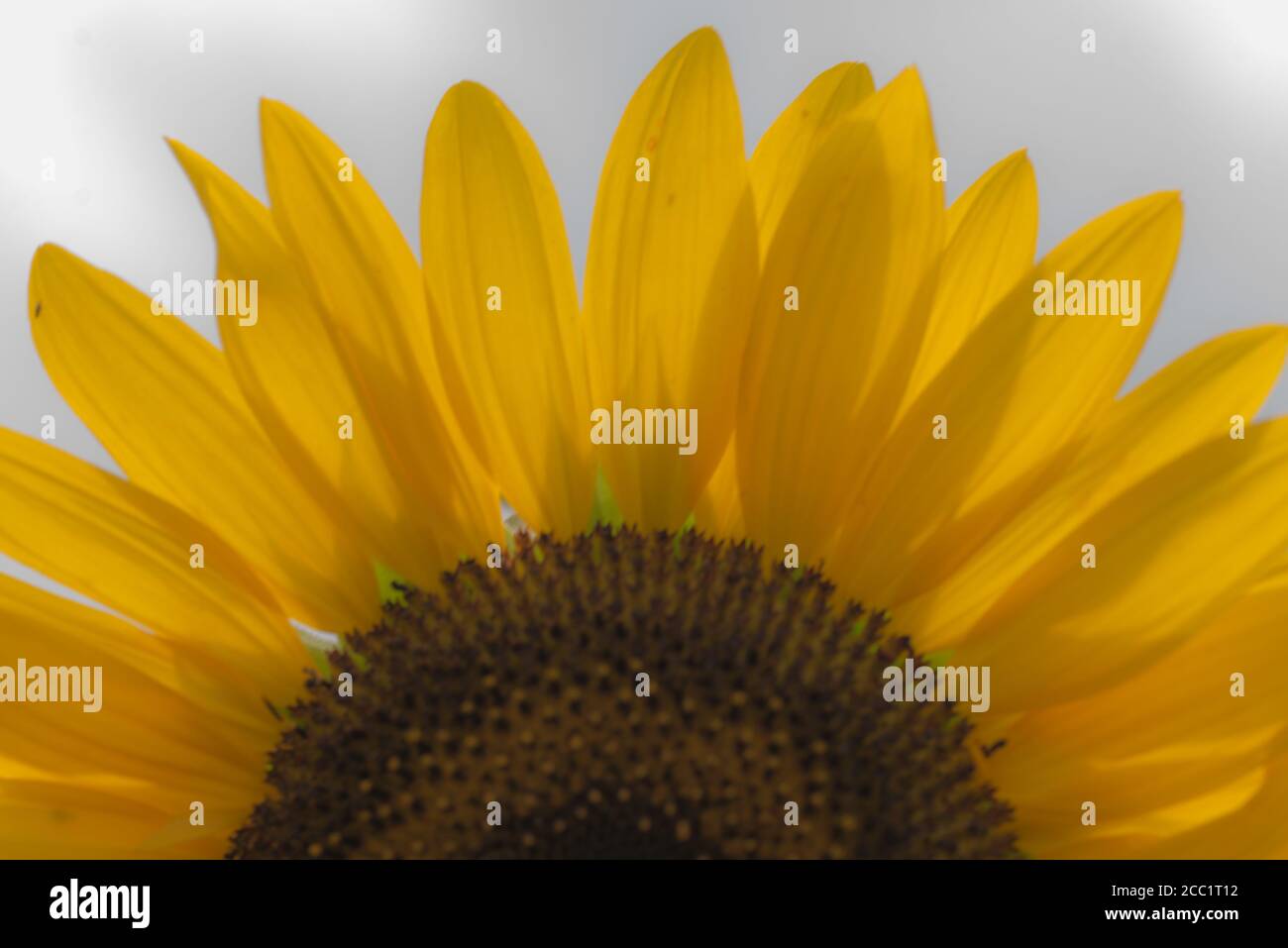 Detail of texture hi-res stock photography and images - Alamy