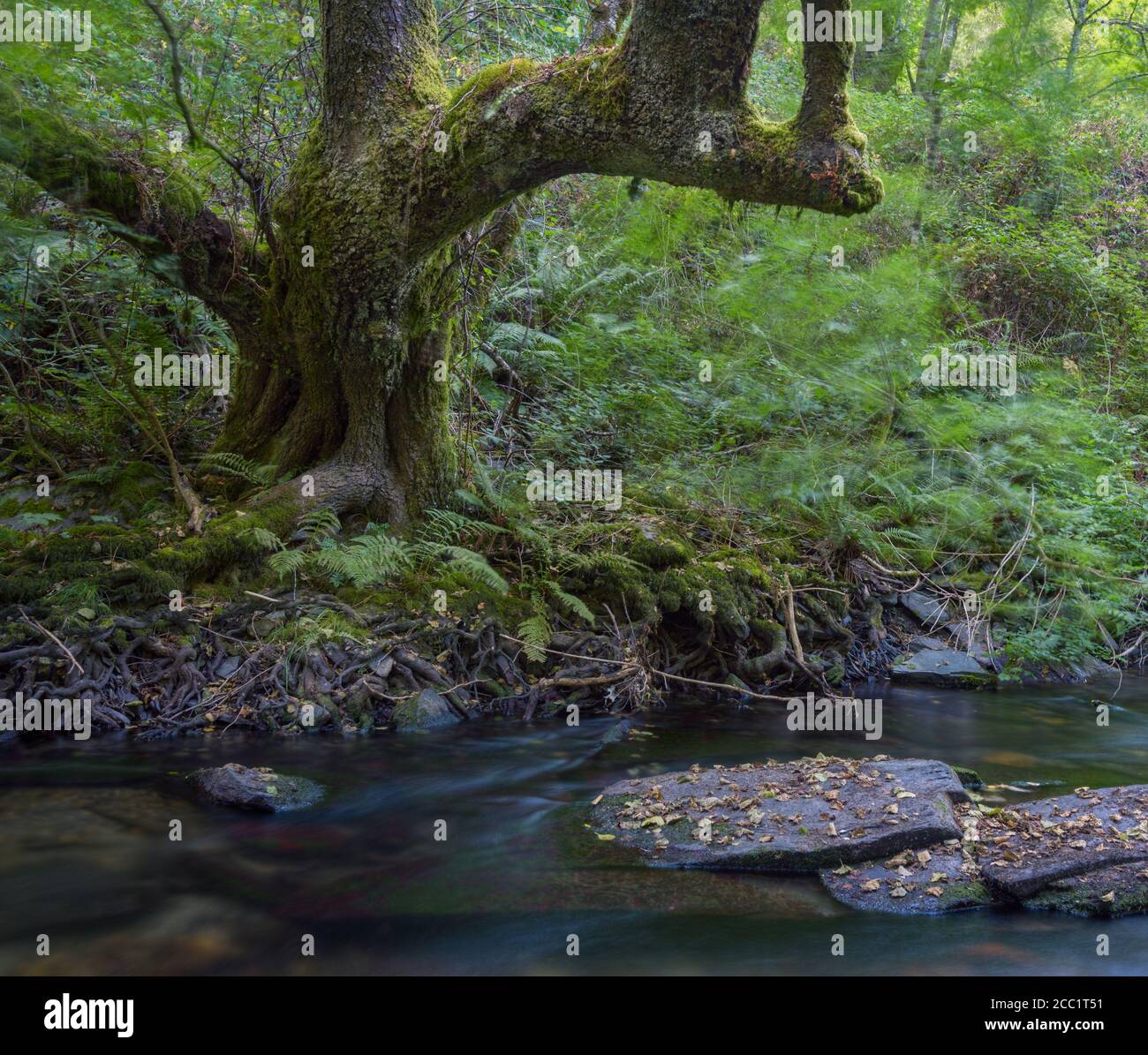 Big old tree on the bank of a river with its roots uncovered in the low ...