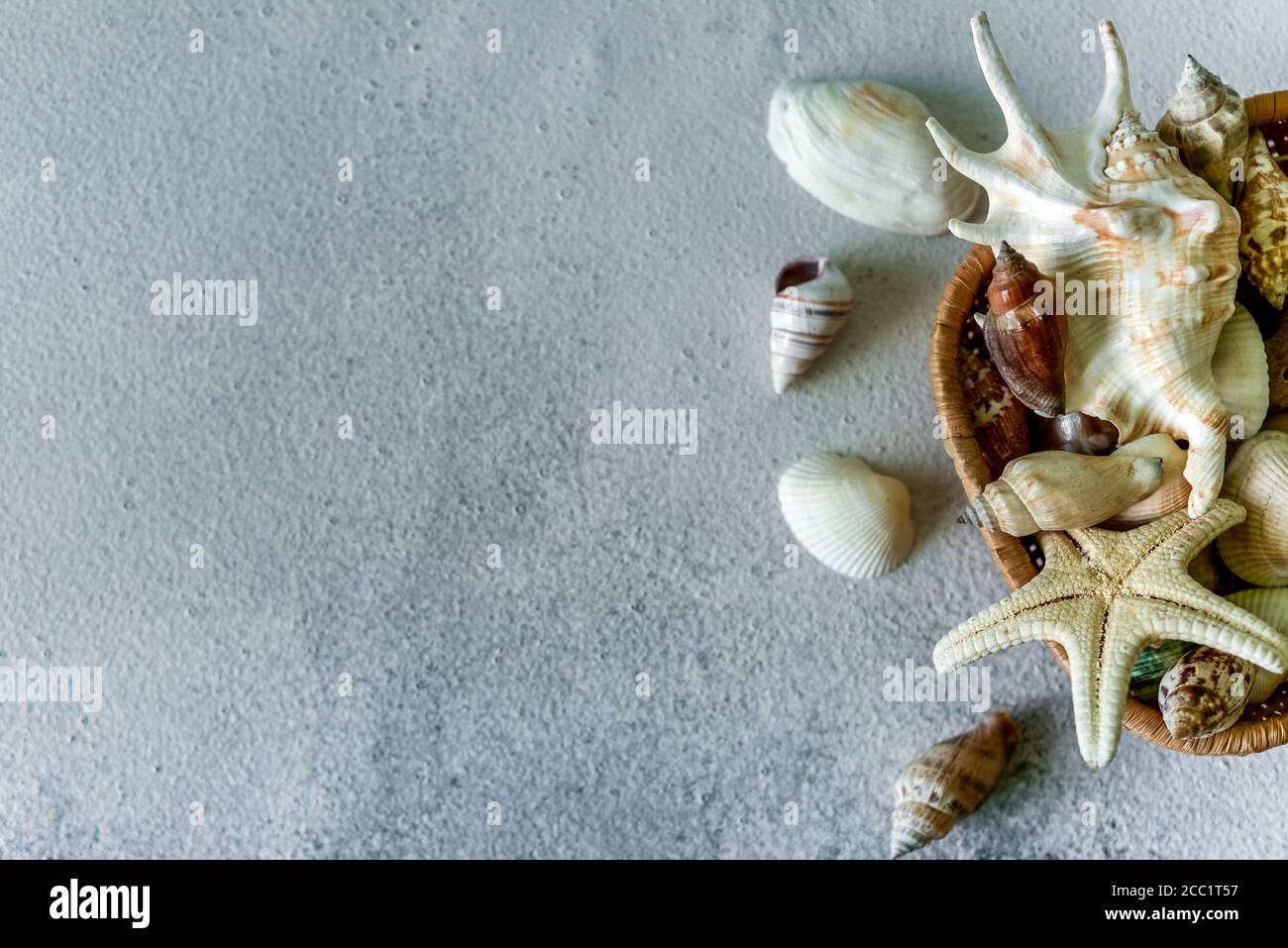 seashells and stars on a light background. Molluscs, starfishes ...