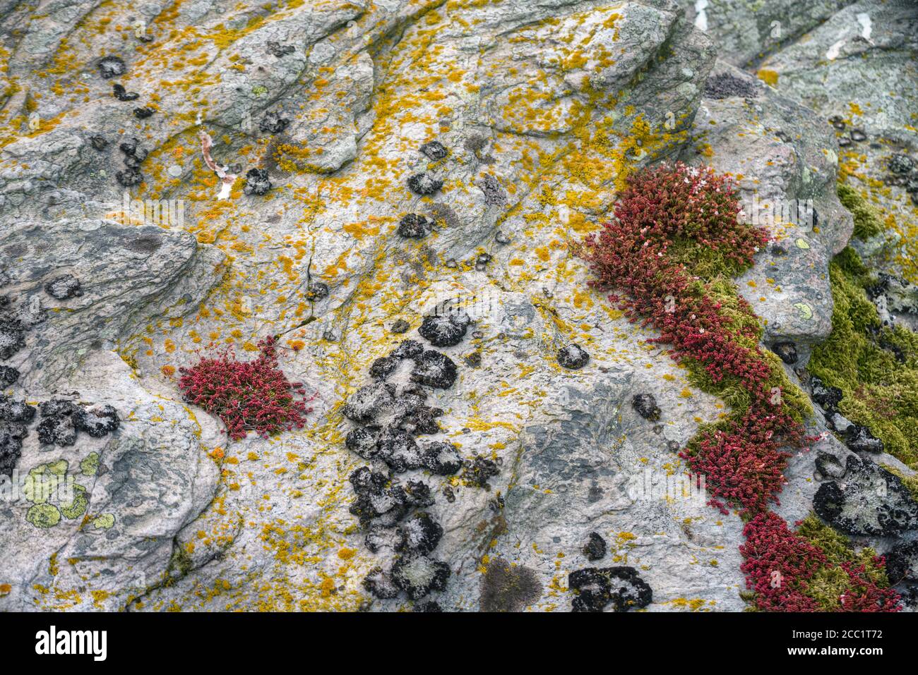 Four species of lichens colonize a granite rock in the Xistral mountain ...