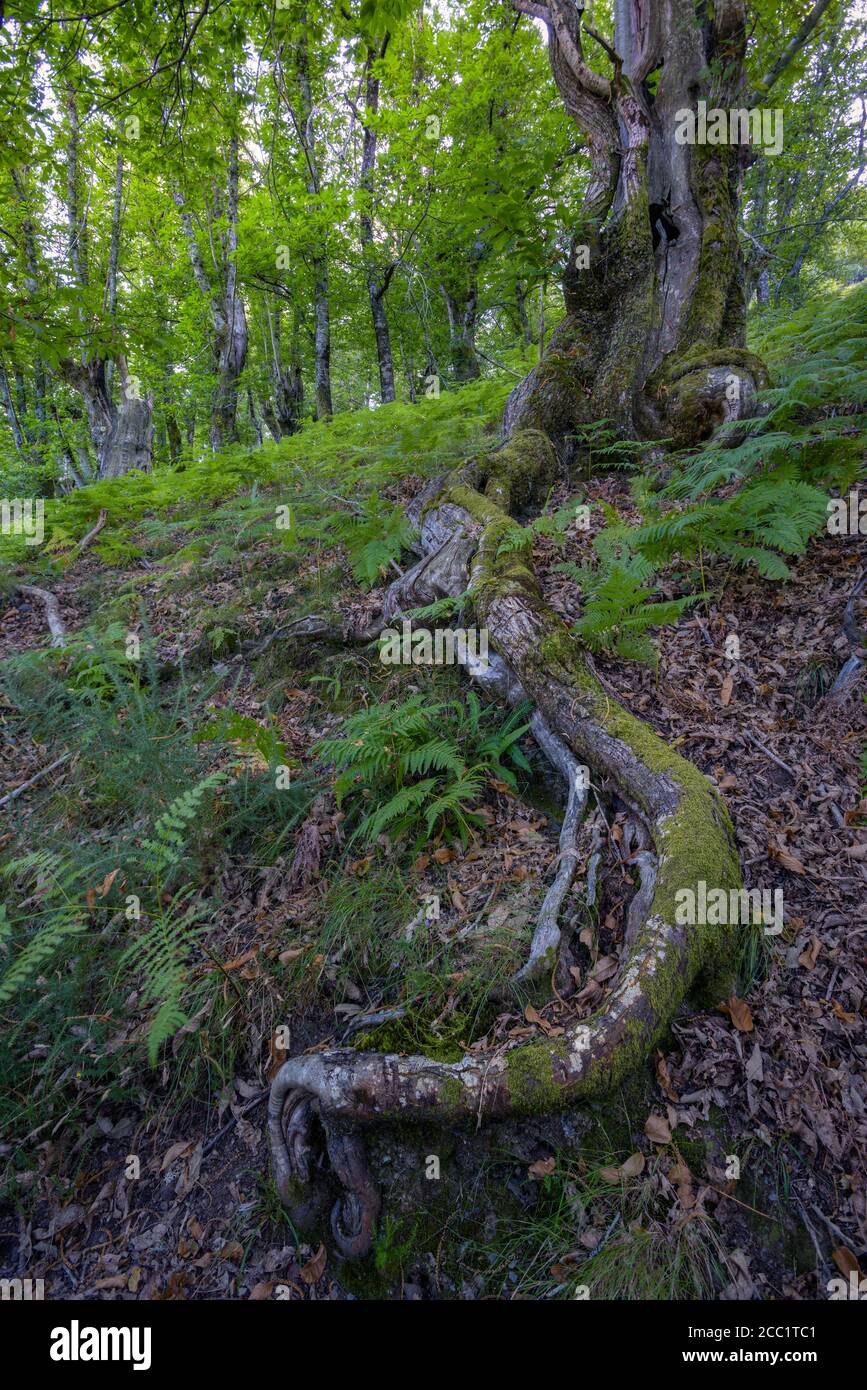 Long and twisted shallow root of an oak in an ancient Galician native ...