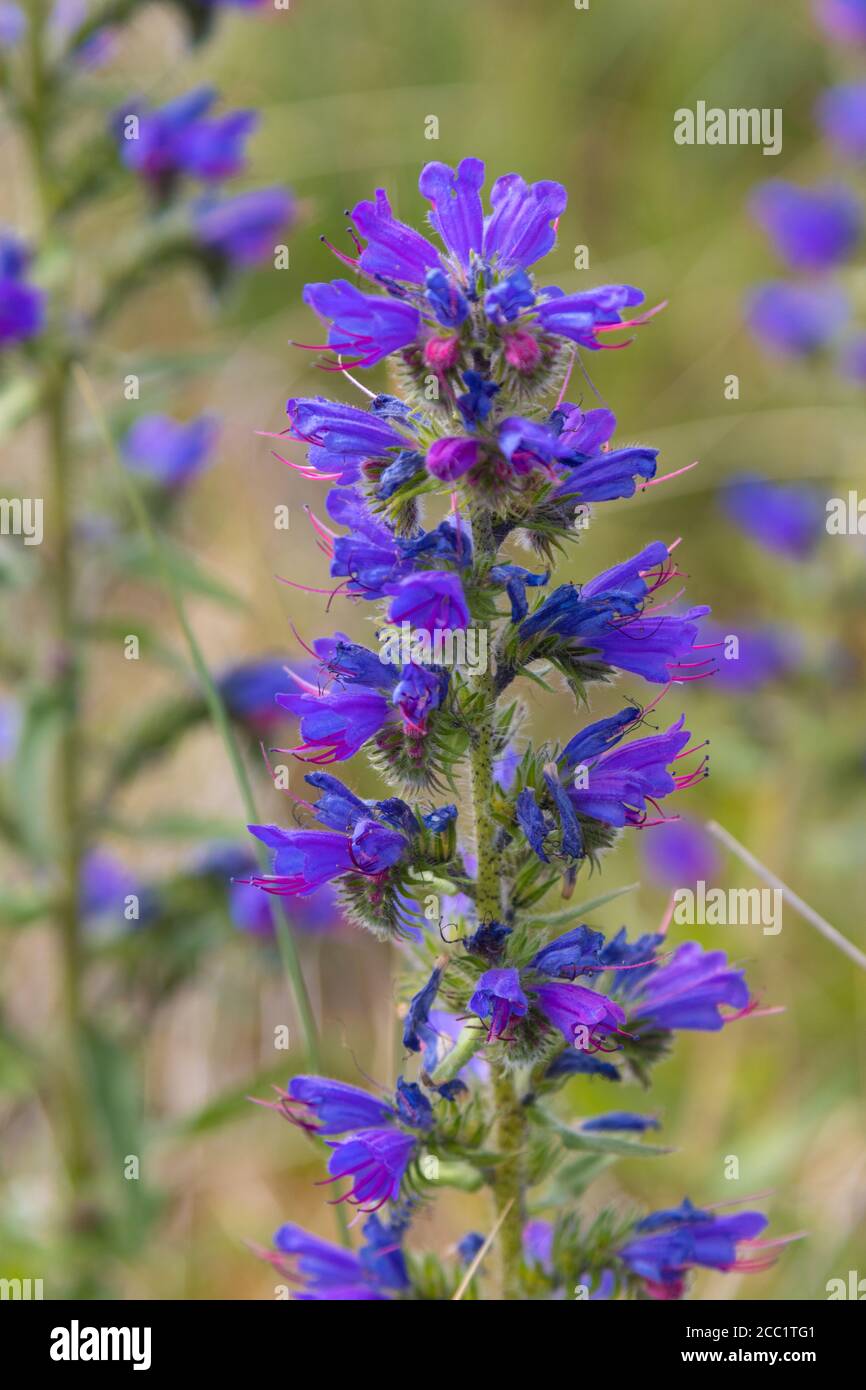 Echium vulgare — known as viper's bugloss and blueweed growing wild in ...