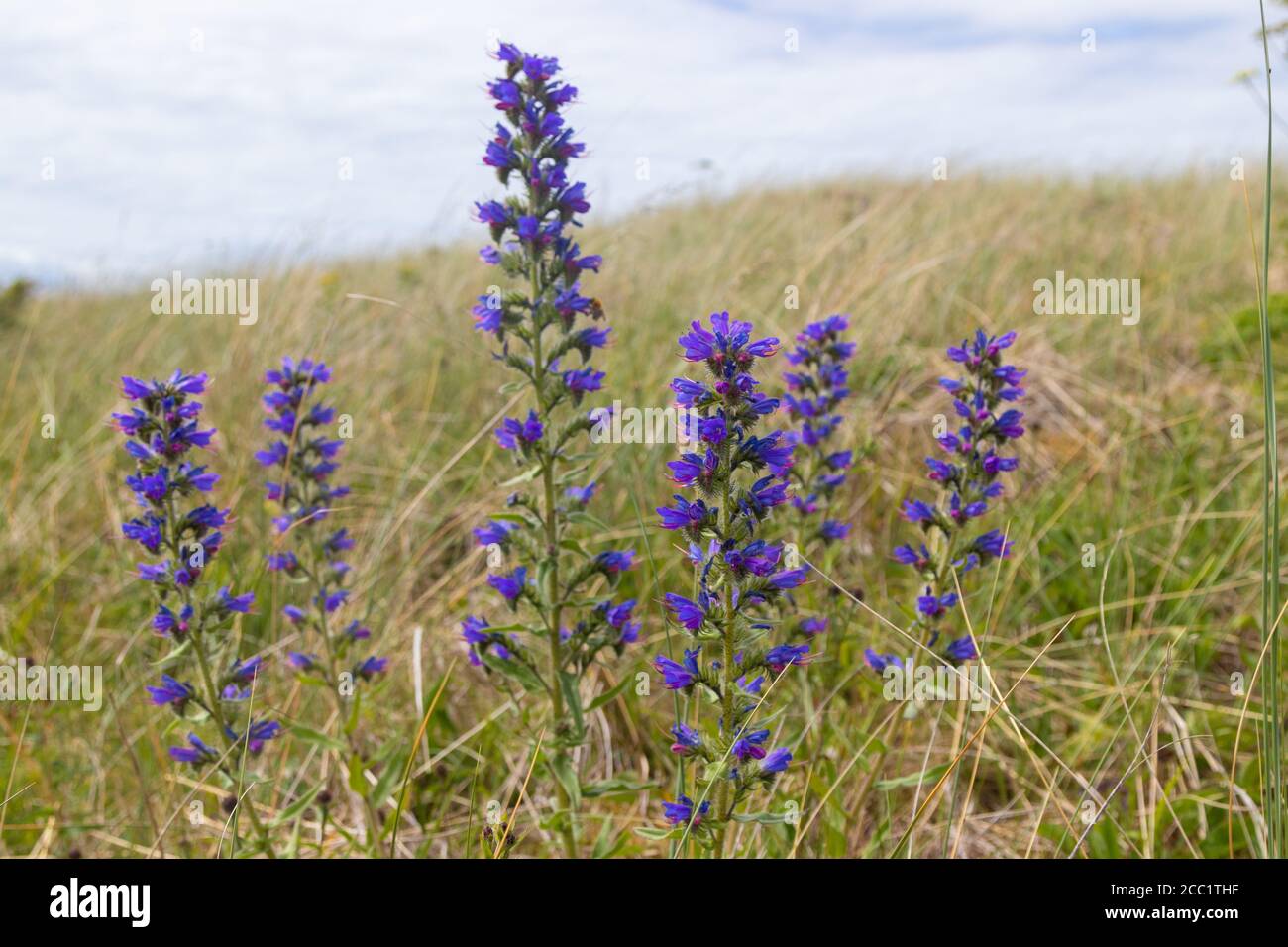 Echium vulgare — known as viper's bugloss and blueweed growing wild in ...