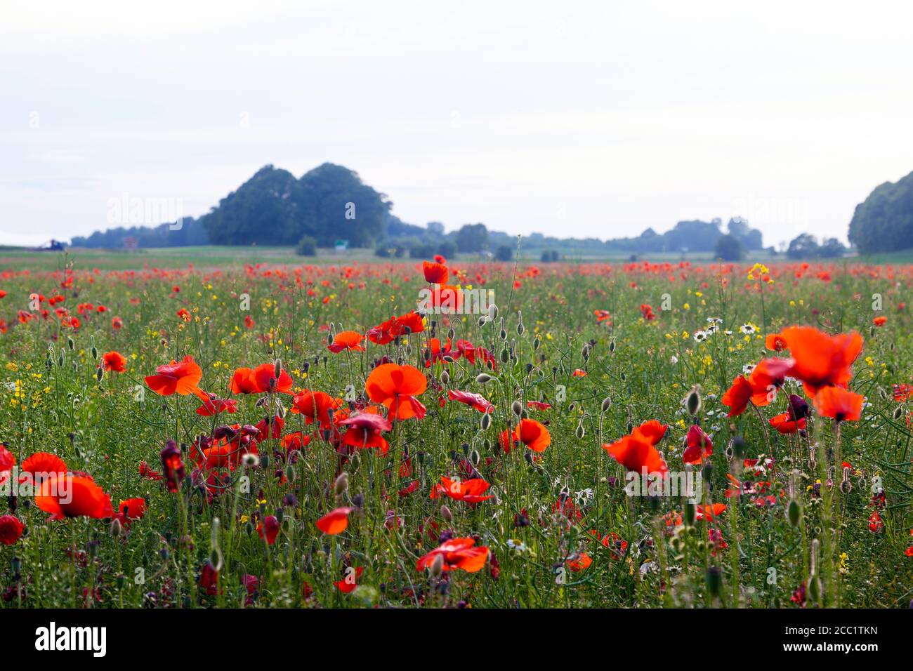Poppy field, the symbol to remember the fallen heroes of war Stock ...