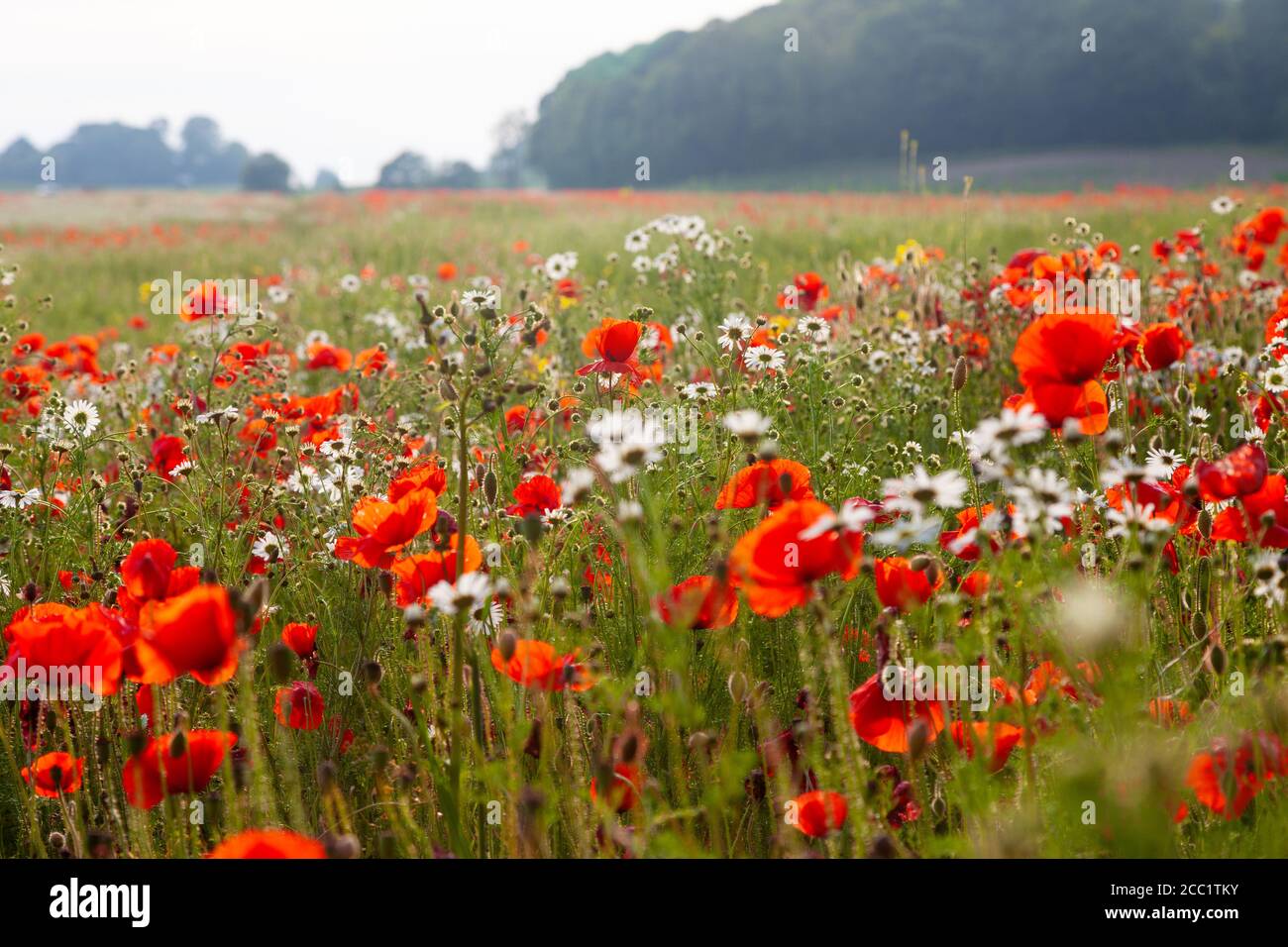Poppy field, the symbol to remember the fallen heroes of war Stock ...