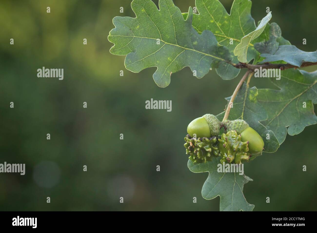 knopper gall wasp, Andricus quercuscalicis, showing damage cause by ...