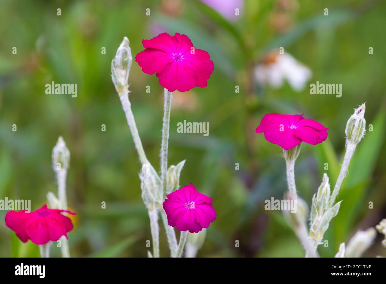 A bright pink Rose campion (Lychnis coronaria) in flower during the ...