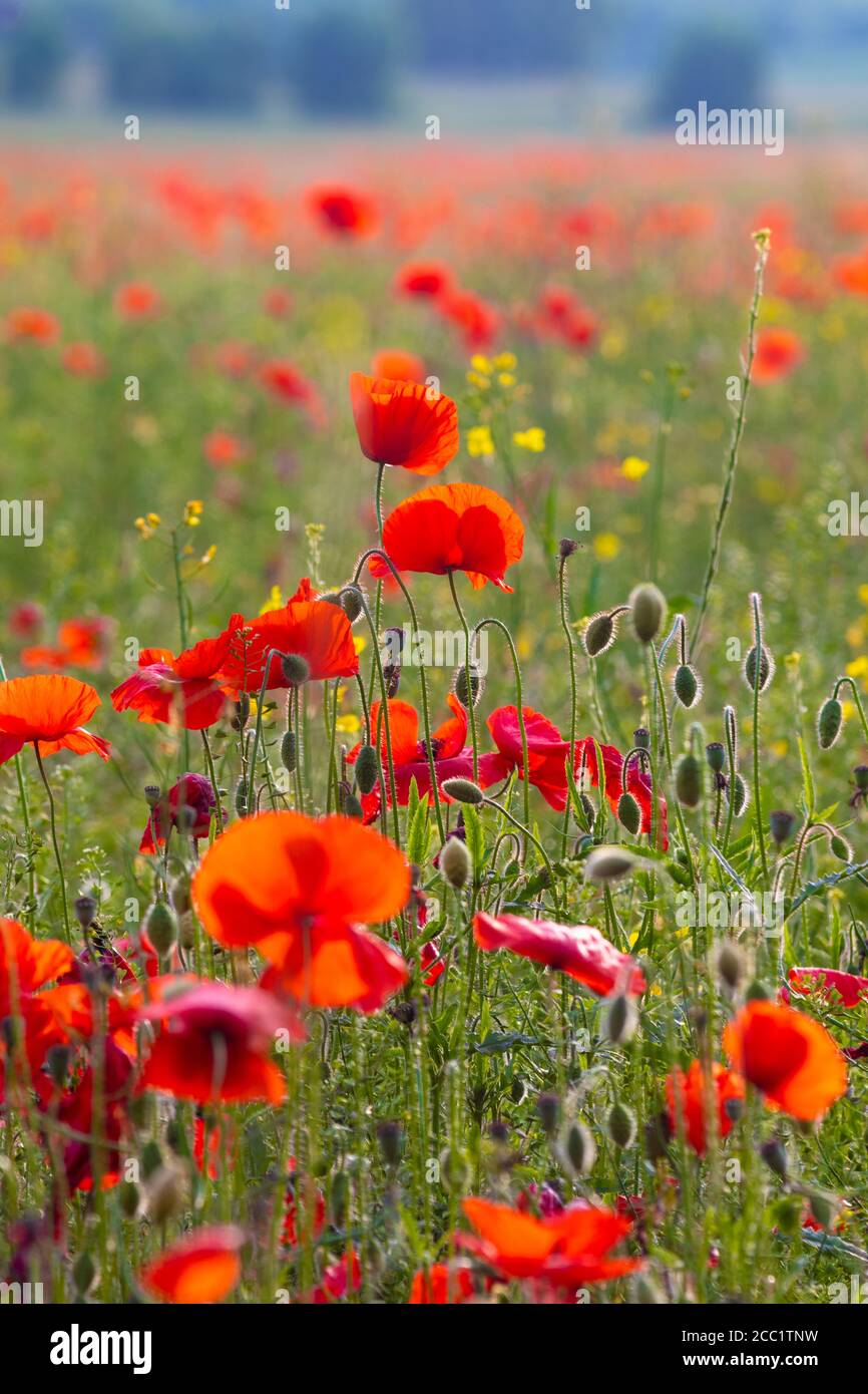 Poppy field, the symbol to remember the fallen heroes of war Stock ...