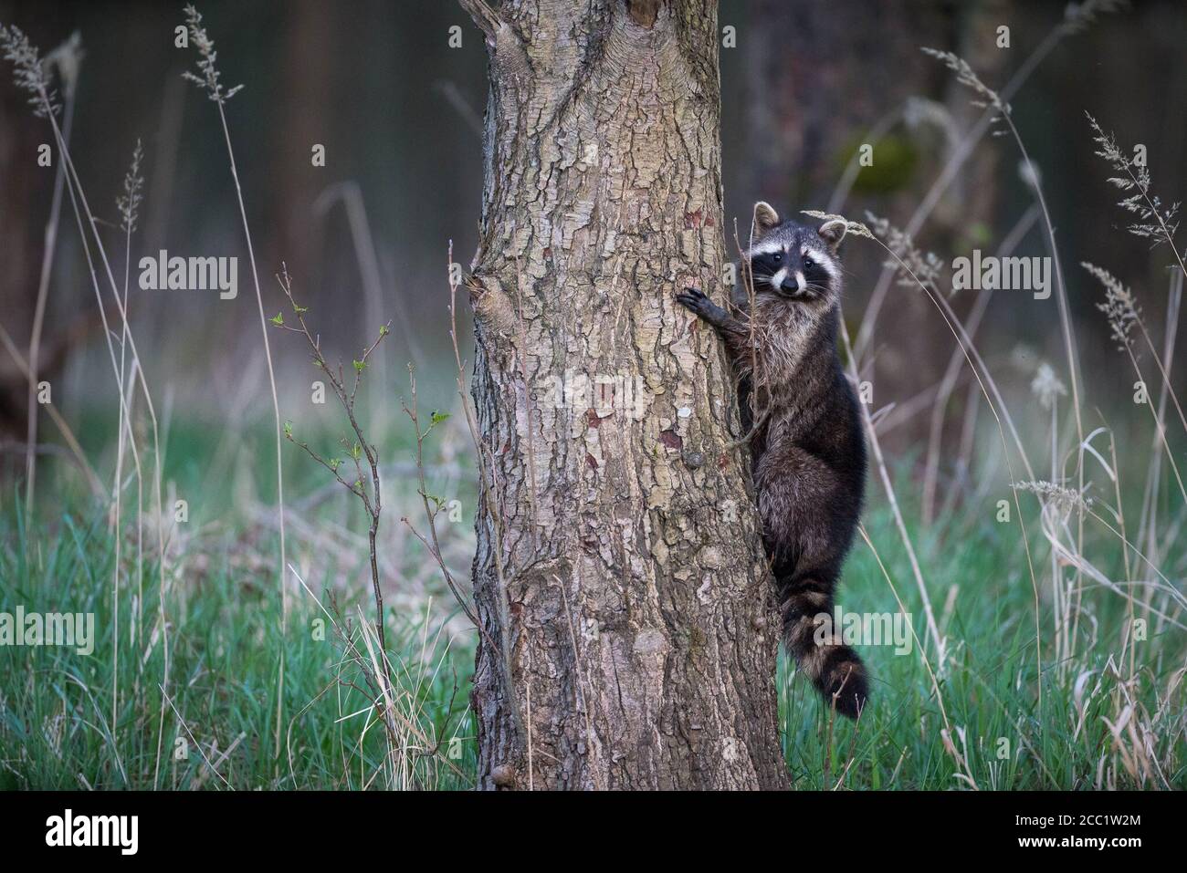 Raccoon tree europe hi-res stock photography and images - Alamy