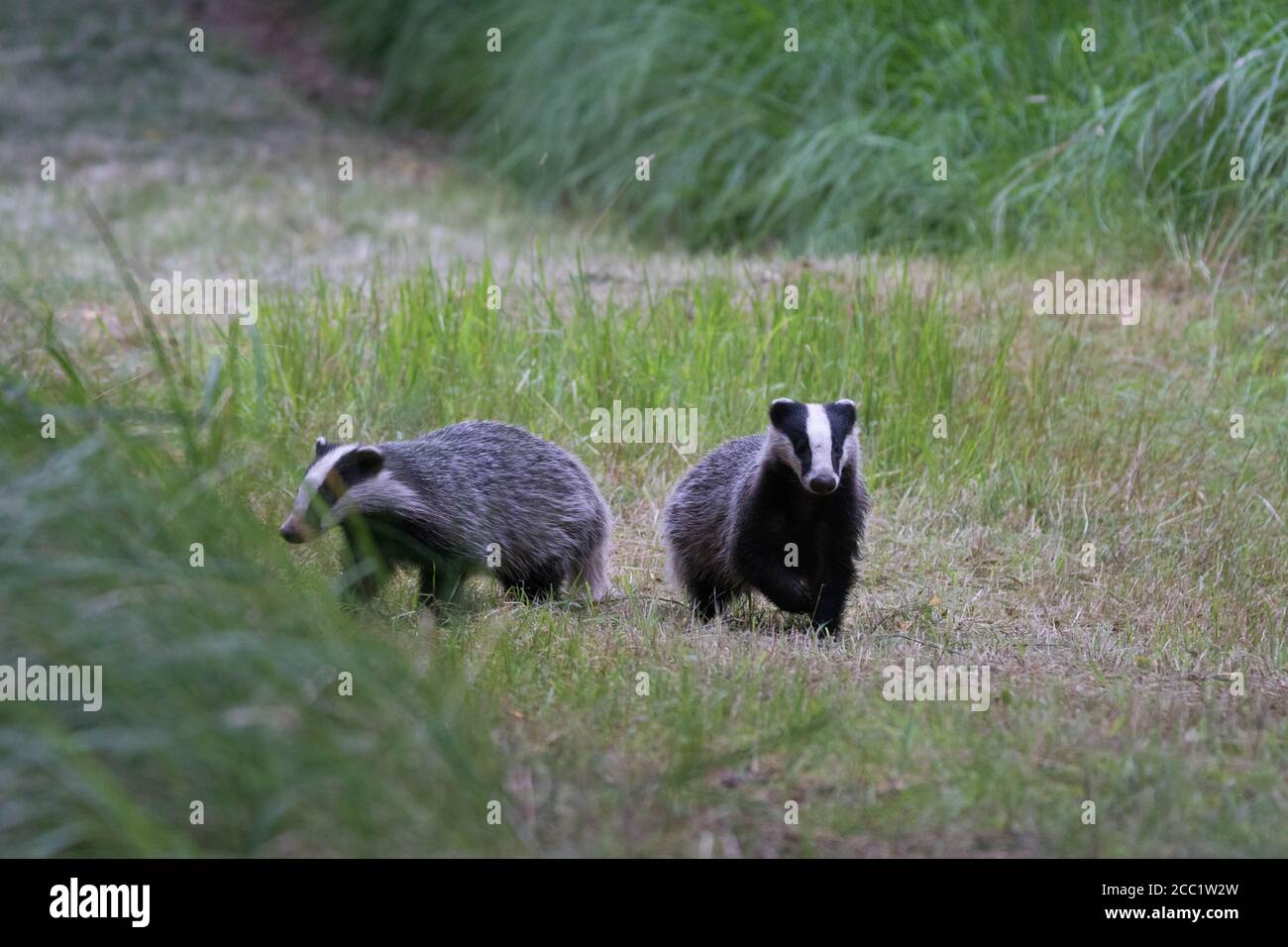 Young badger out of burrow hi-res stock photography and images - Alamy