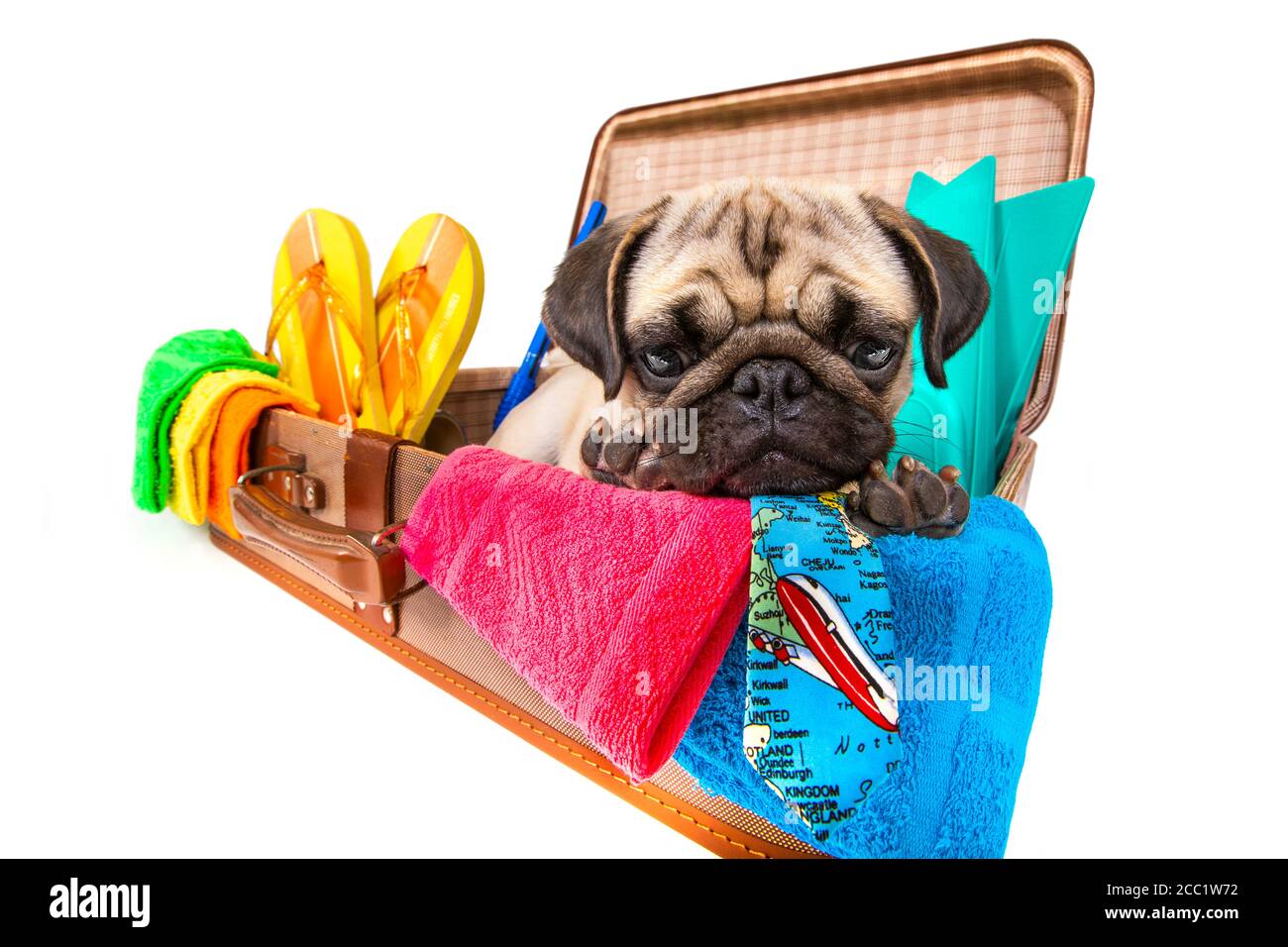 summer vacation pug dog in lugagge ready for holidays at the beach or ...