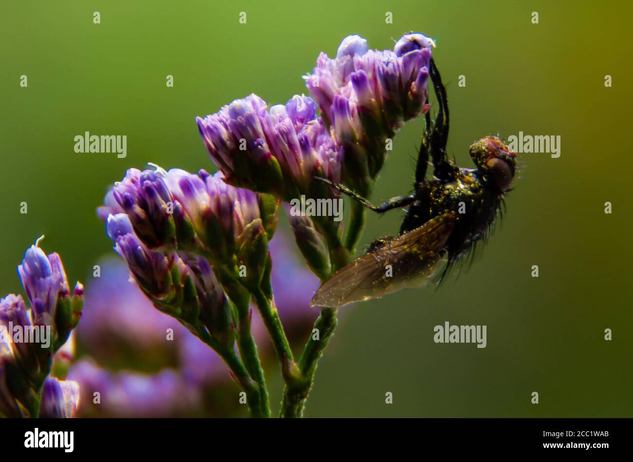 Purple majesty hi-res stock photography and images - Alamy