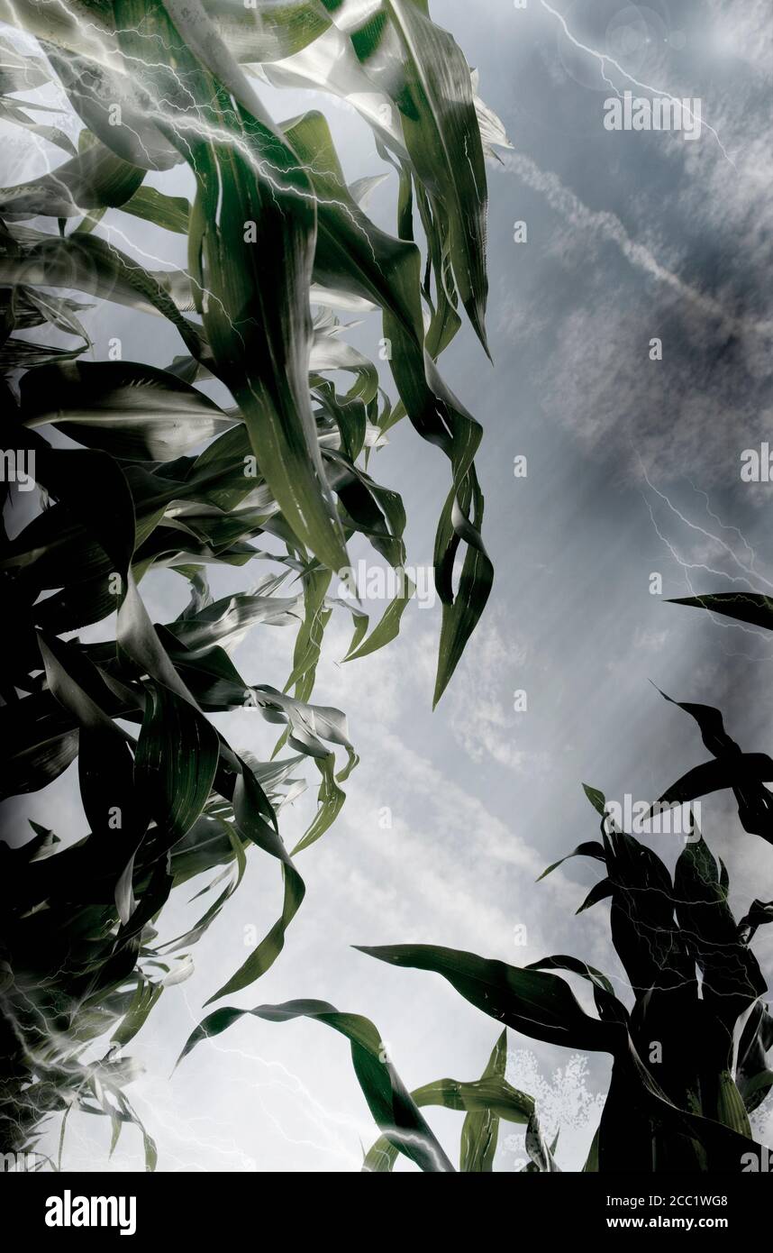 Lightning over field hi-res stock photography and images - Alamy