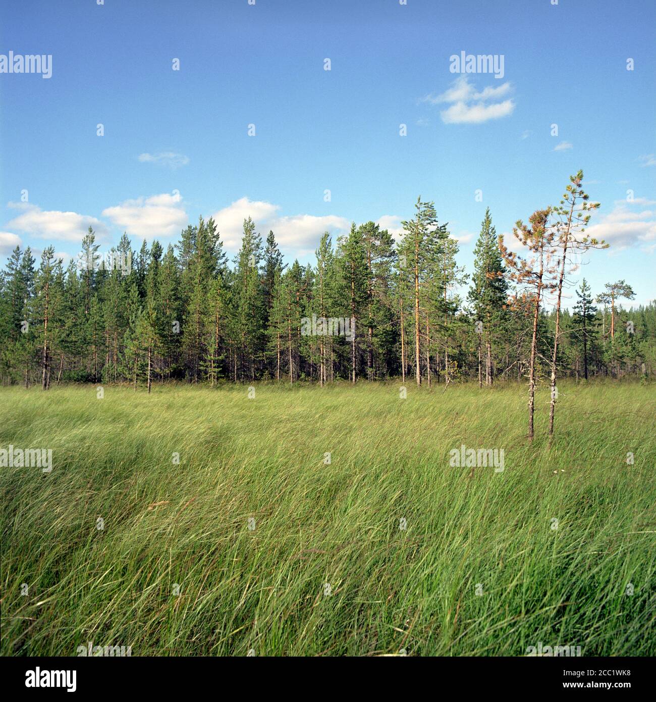 Hossa hi-res stock photography and images - Alamy