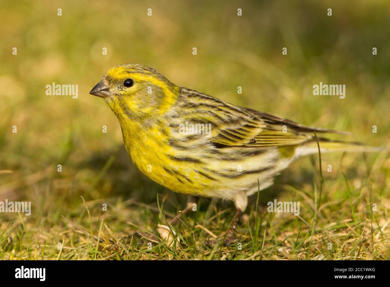 Yellowhammer image hi-res stock photography and images - Alamy