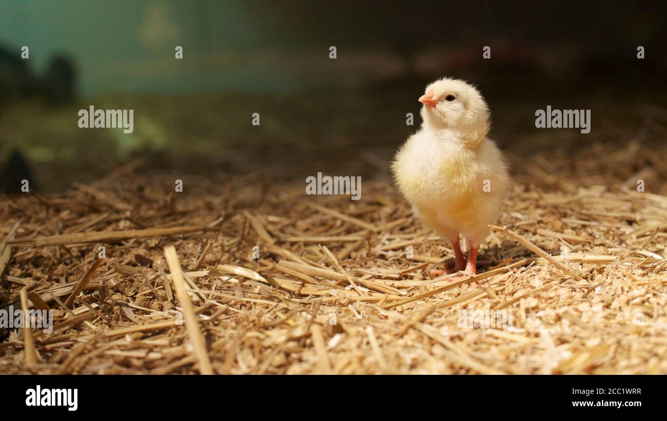Germany, Baden Wuerttemberg, Chicken looking up Stock Photo - Alamy