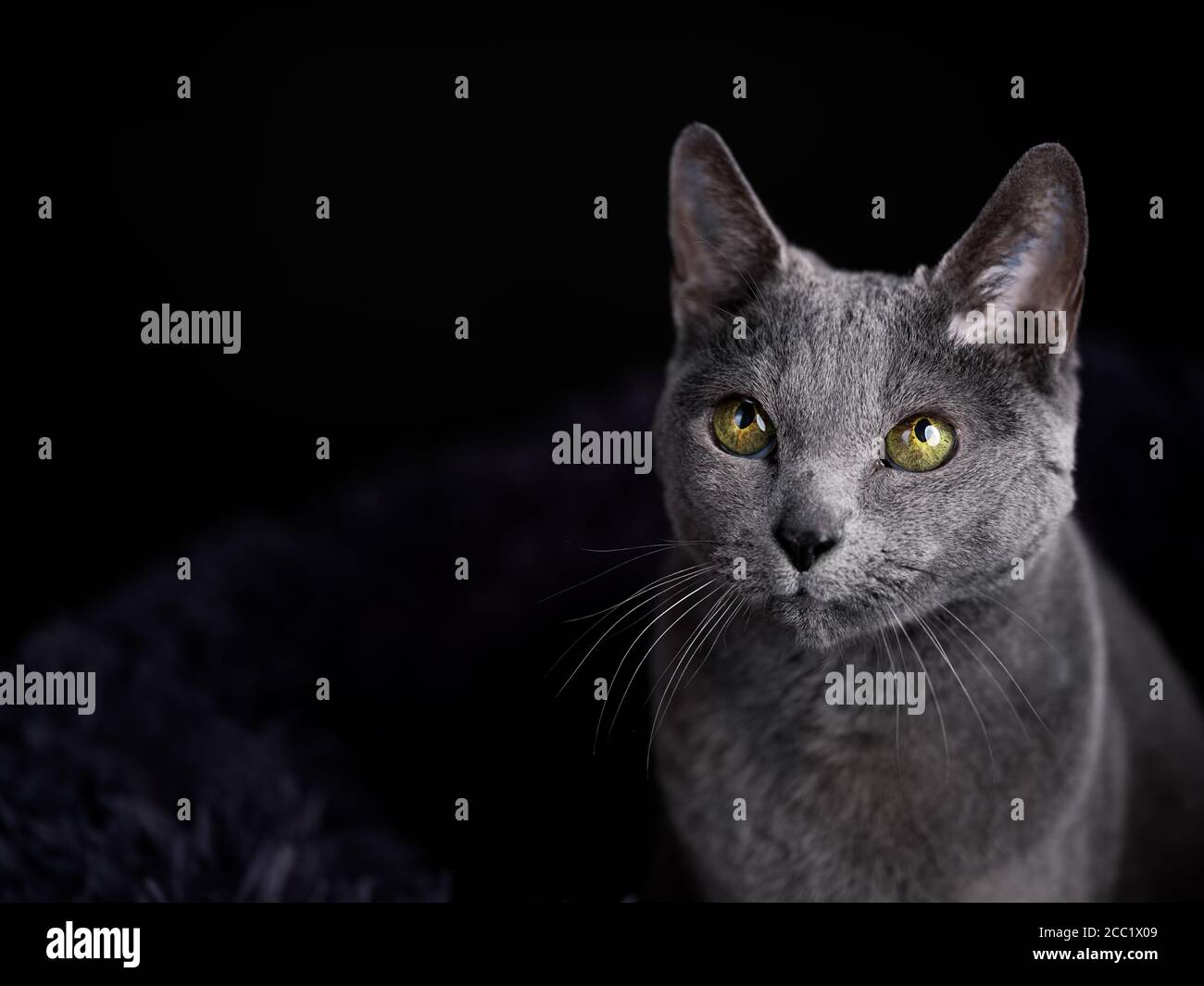Russian Blue Cat Studio Portrait with Cat Bad Stock Photo - Alamy