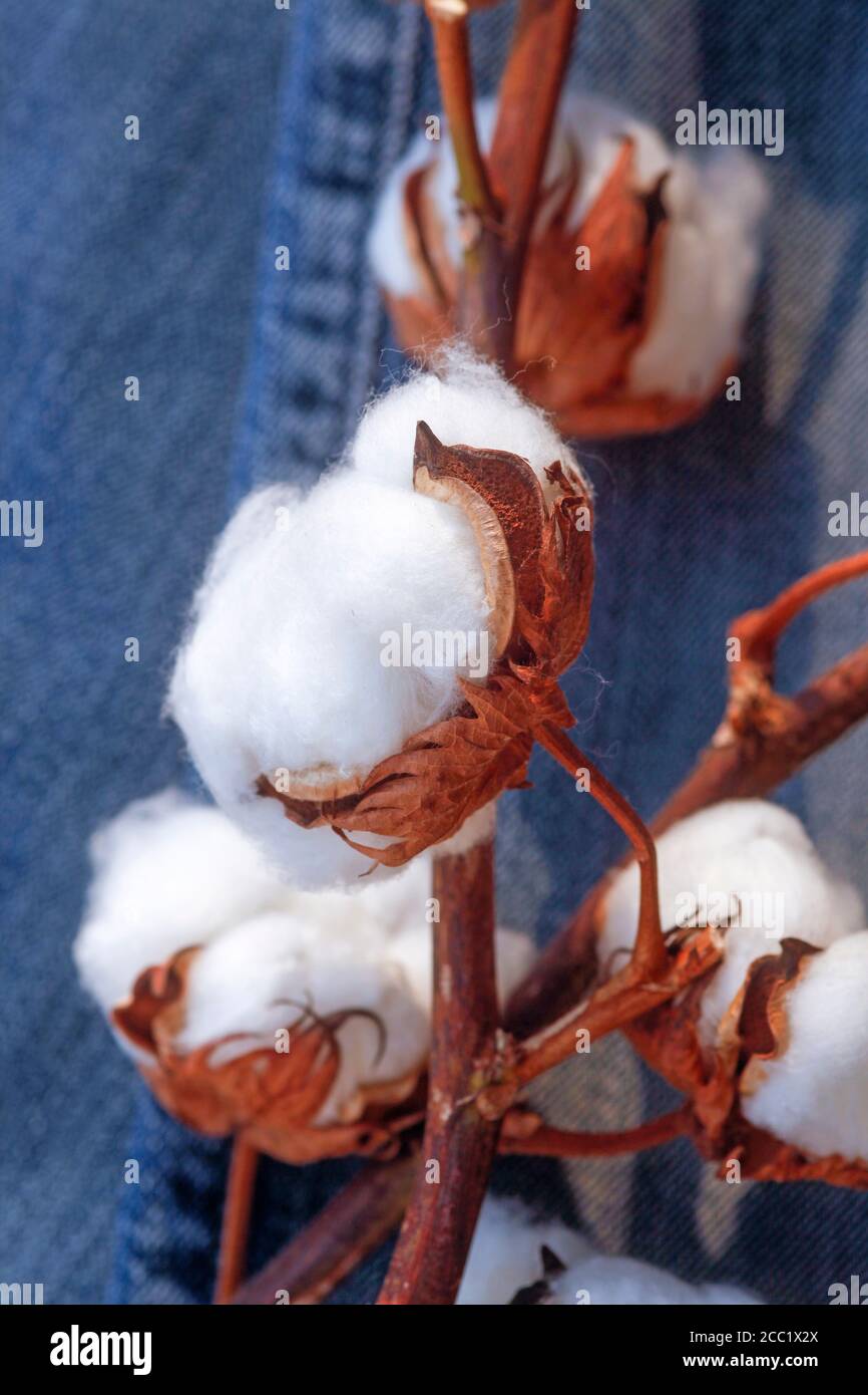 Cotton plant on jeans hi-res stock photography and images - Alamy