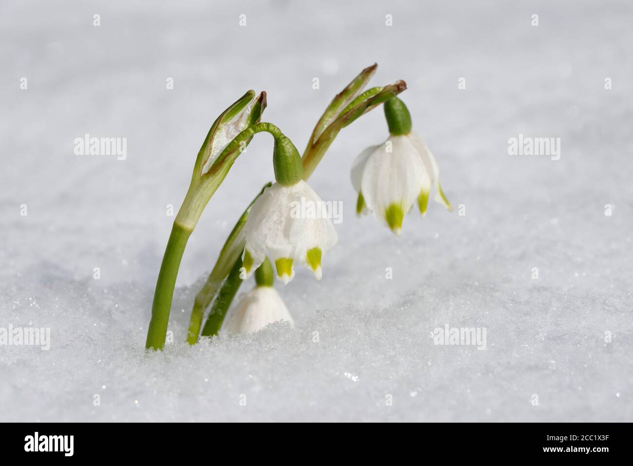Image of snowdrop hi-res stock photography and images - Alamy