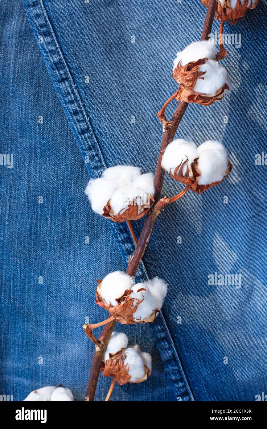 Cotton plant on jeans hi-res stock photography and images - Alamy