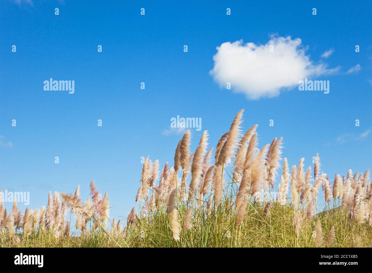 New Zealand, View of toe toe grass at Te Paki Giant Sand Dunes Stock ...