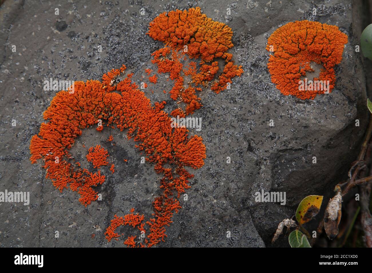 Greenland plant hi-res stock photography and images - Alamy