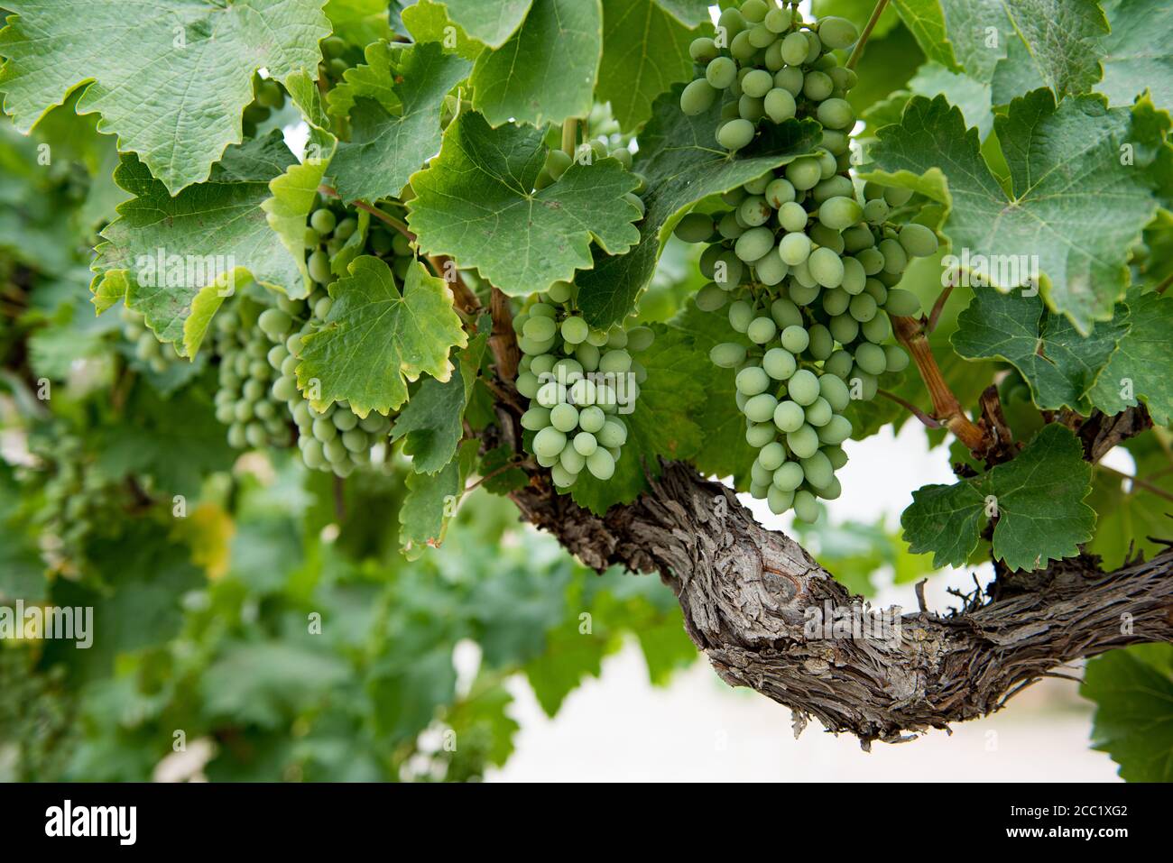 Rama de parra hi-res stock photography and images - Alamy