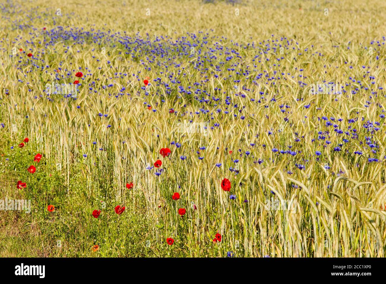 Blue cornflower poppy field hi-res stock photography and images - Alamy