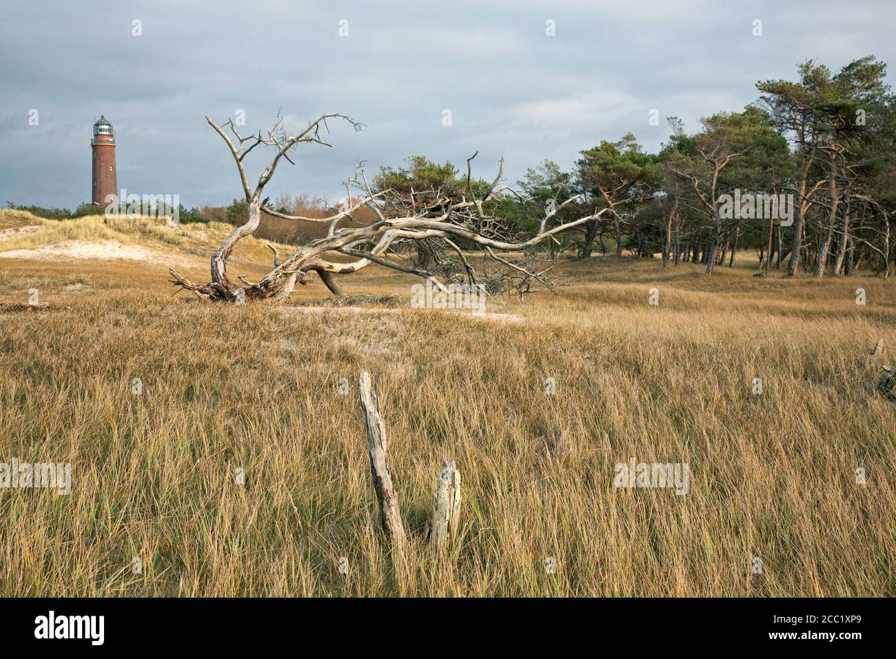 Germany, View of old wood and beacon Stock Photo - Alamy