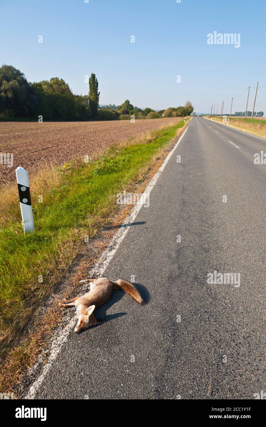 Dead red fox hi-res stock photography and images - Alamy
