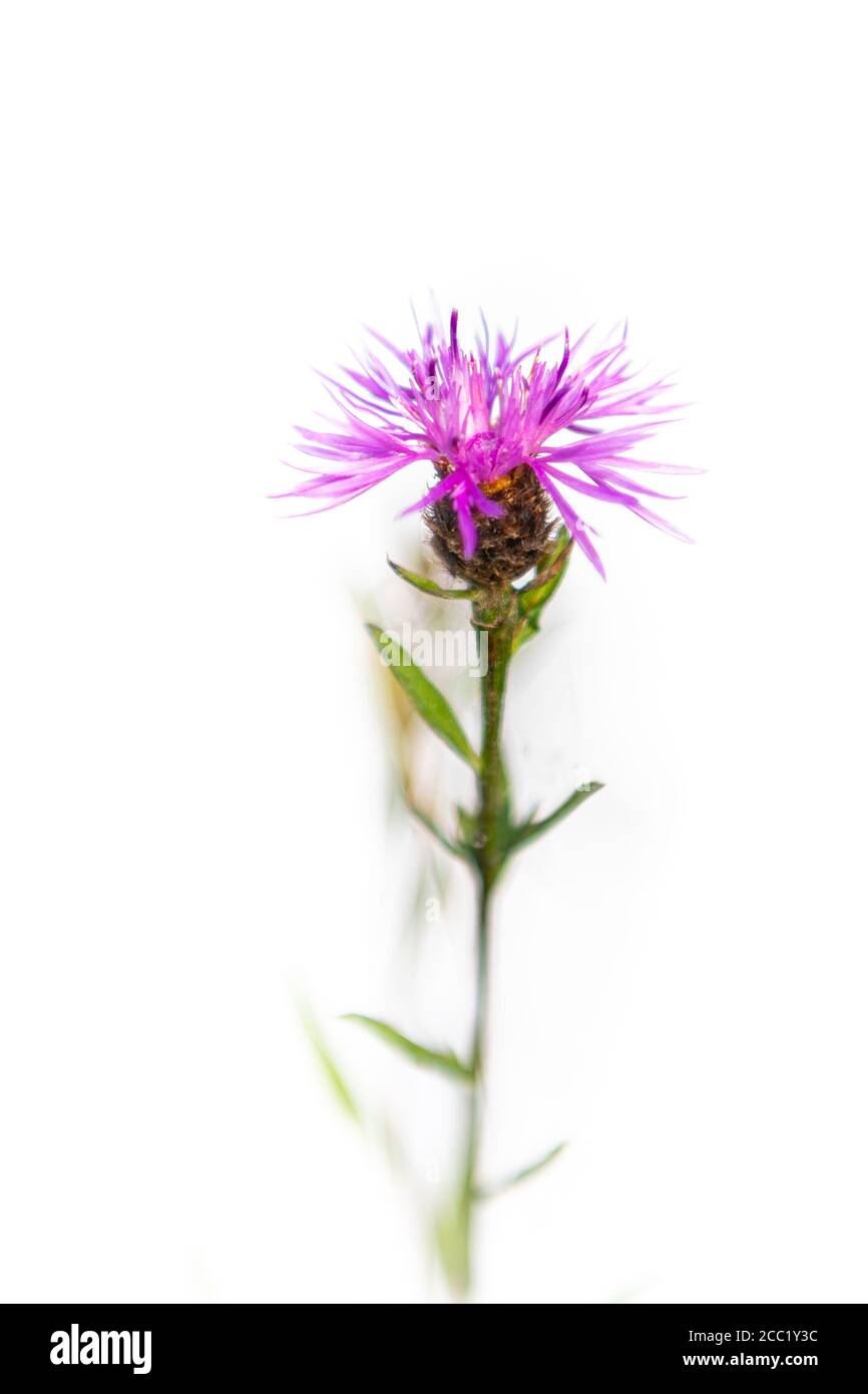 Native cornflower Cut Out Stock Images & Pictures - Alamy