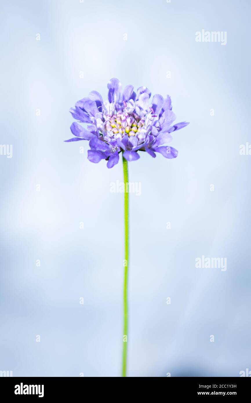 Photograph of single flower hi-res stock photography and images - Alamy