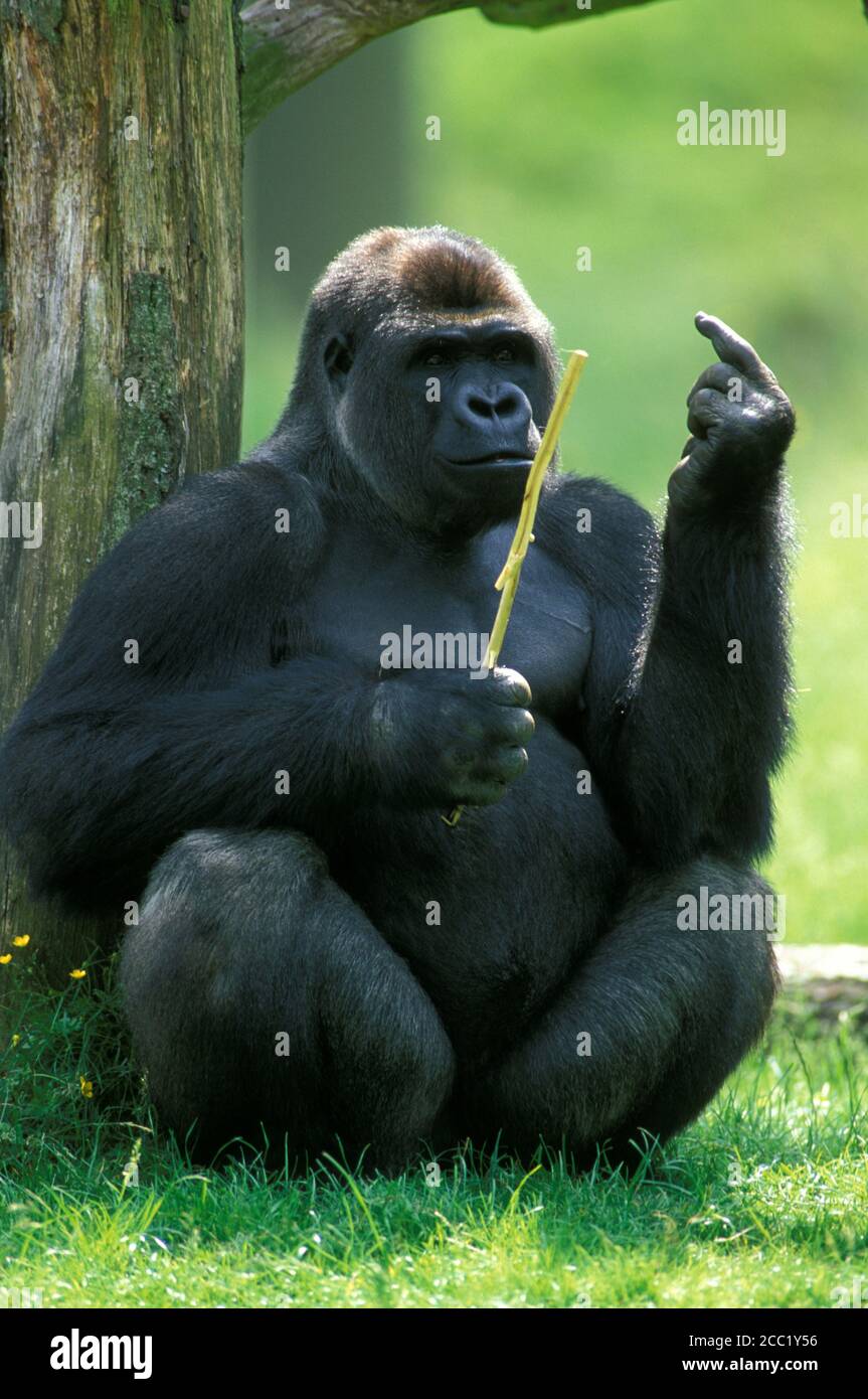 Gorilla black hi-res stock photography and images - Alamy