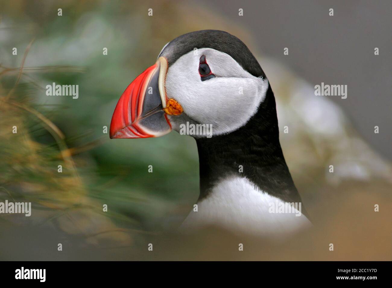 Side View Of Puffin Face High Resolution Stock Photography and Images ...