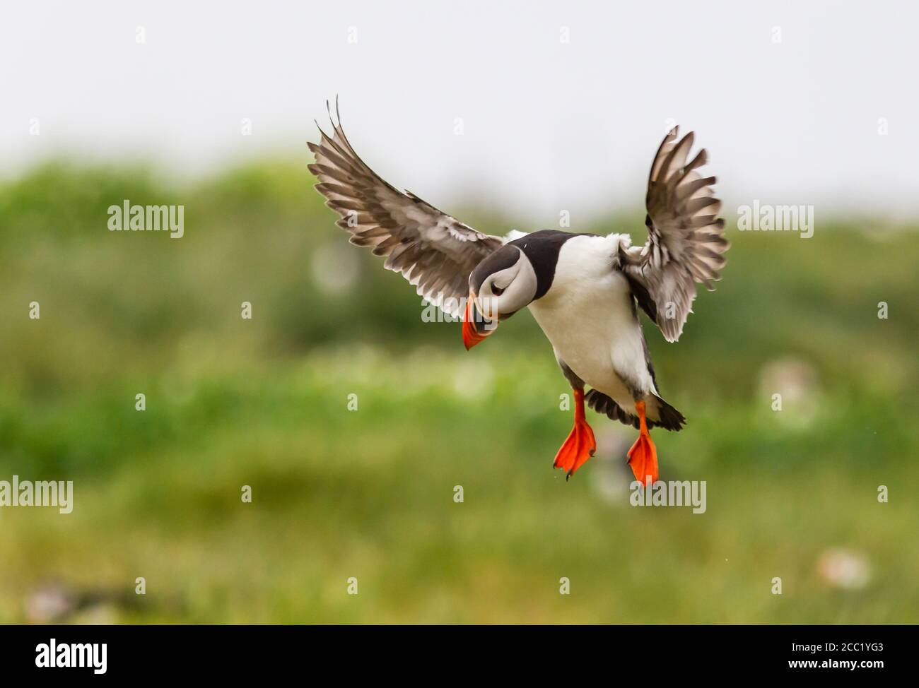 Flying atlantic puffins hi-res stock photography and images - Alamy