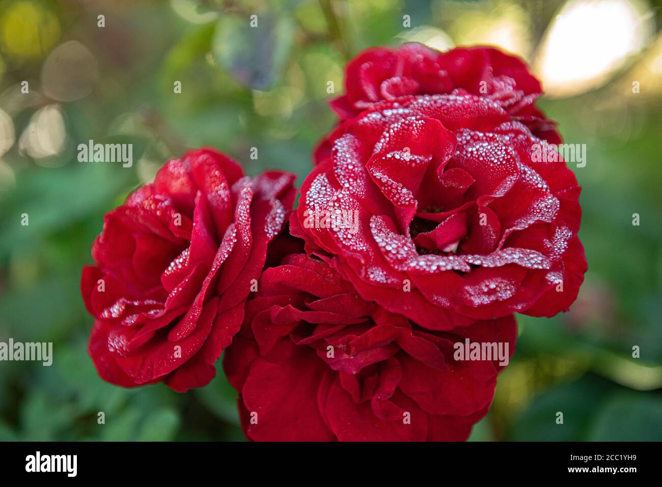 Ramo de flores hi-res stock photography and images - Alamy