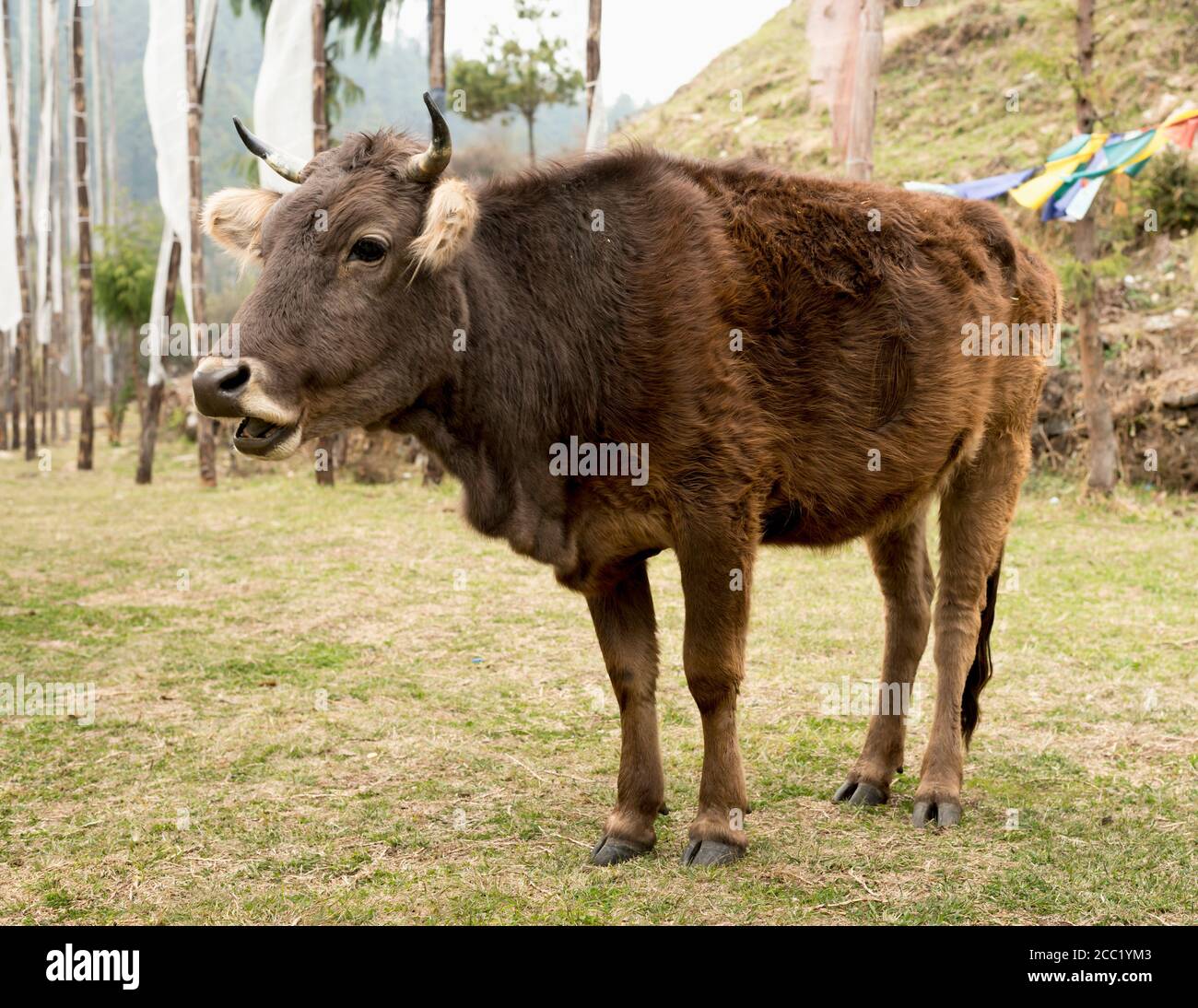 Bhutan, View of cow at Chorten Kora Stock Photo - Alamy