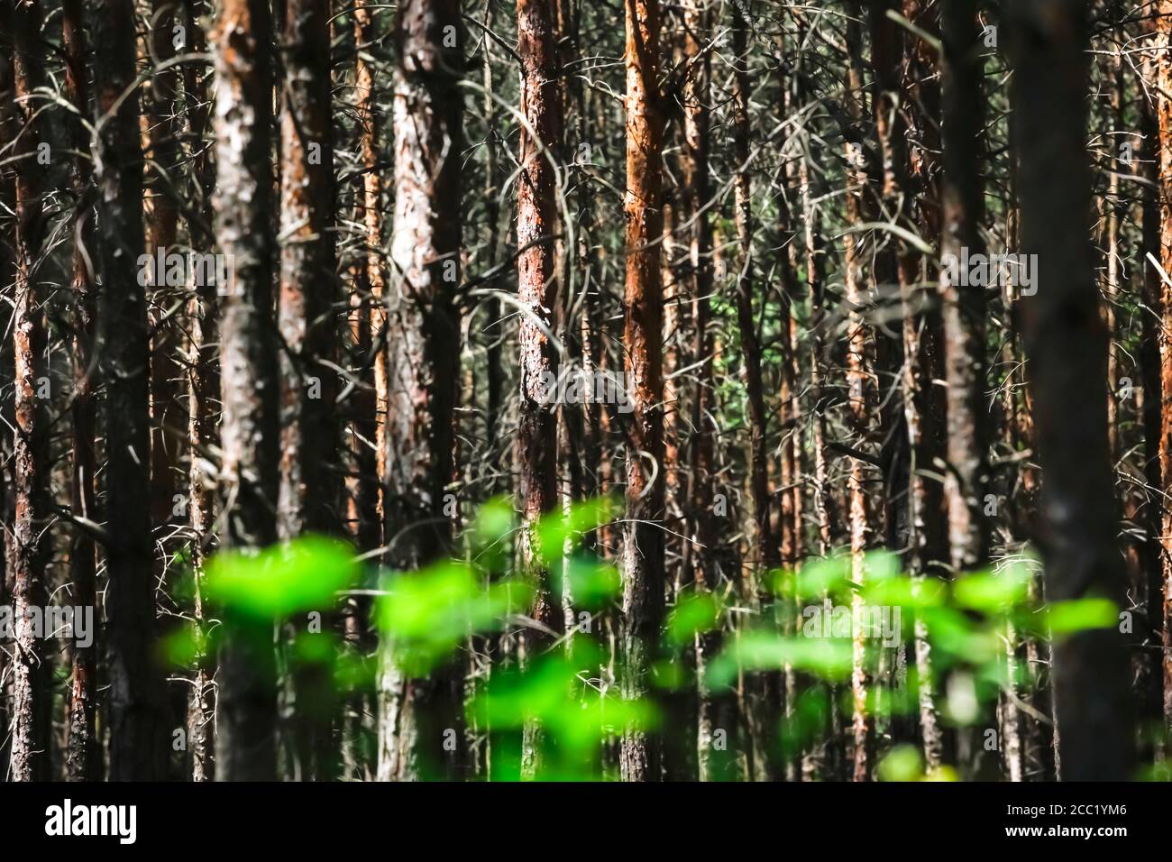 New forest plants hi-res stock photography and images - Alamy