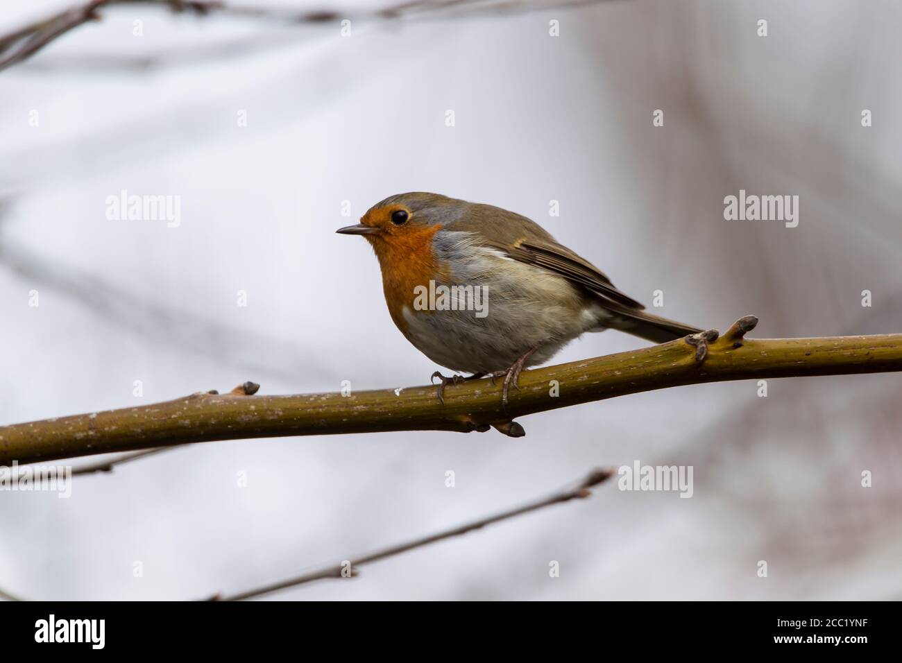 Germany robin hi-res stock photography and images - Alamy