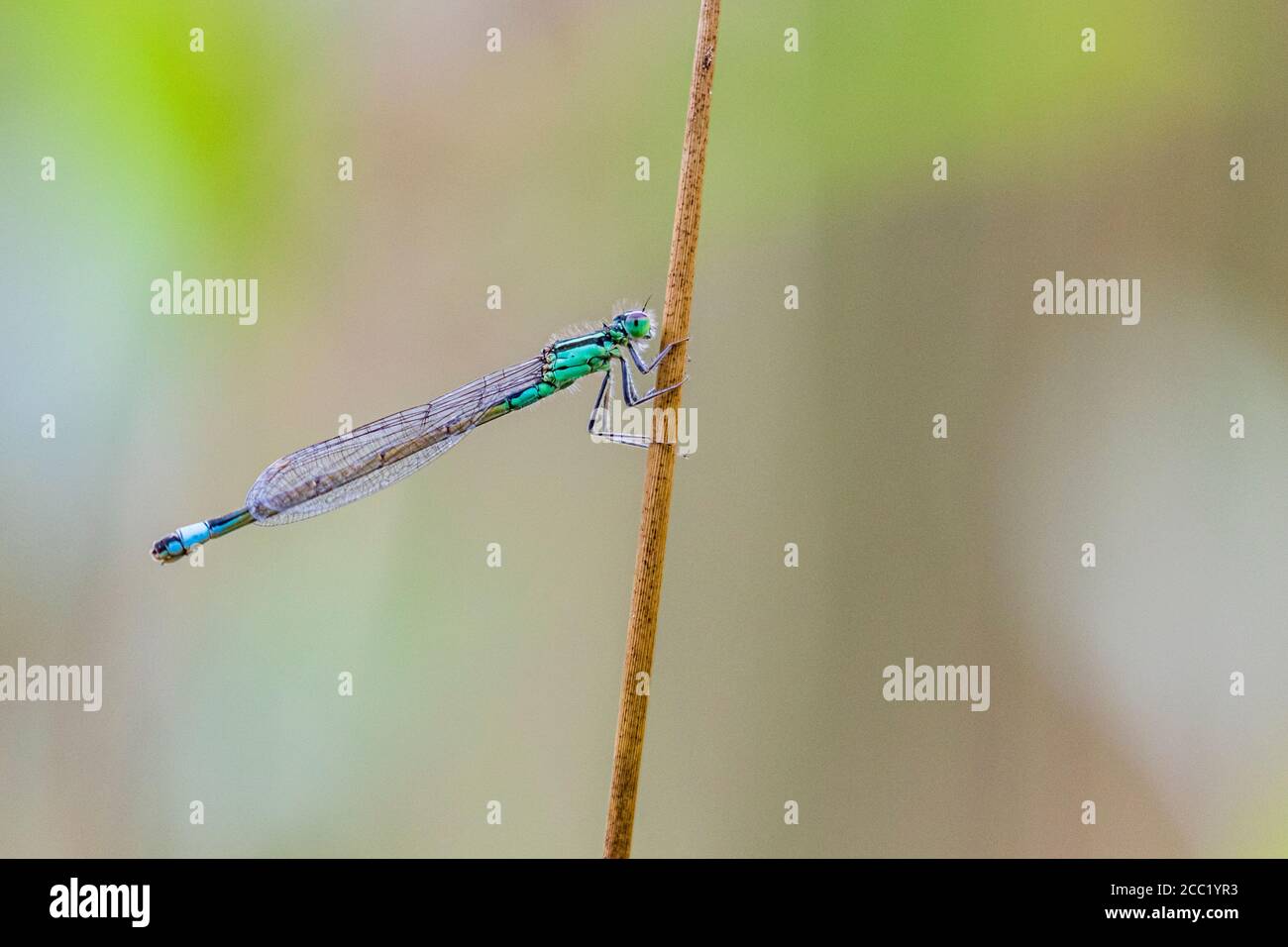 Common emerald damselfly in mid Wales Stock Photo - Alamy