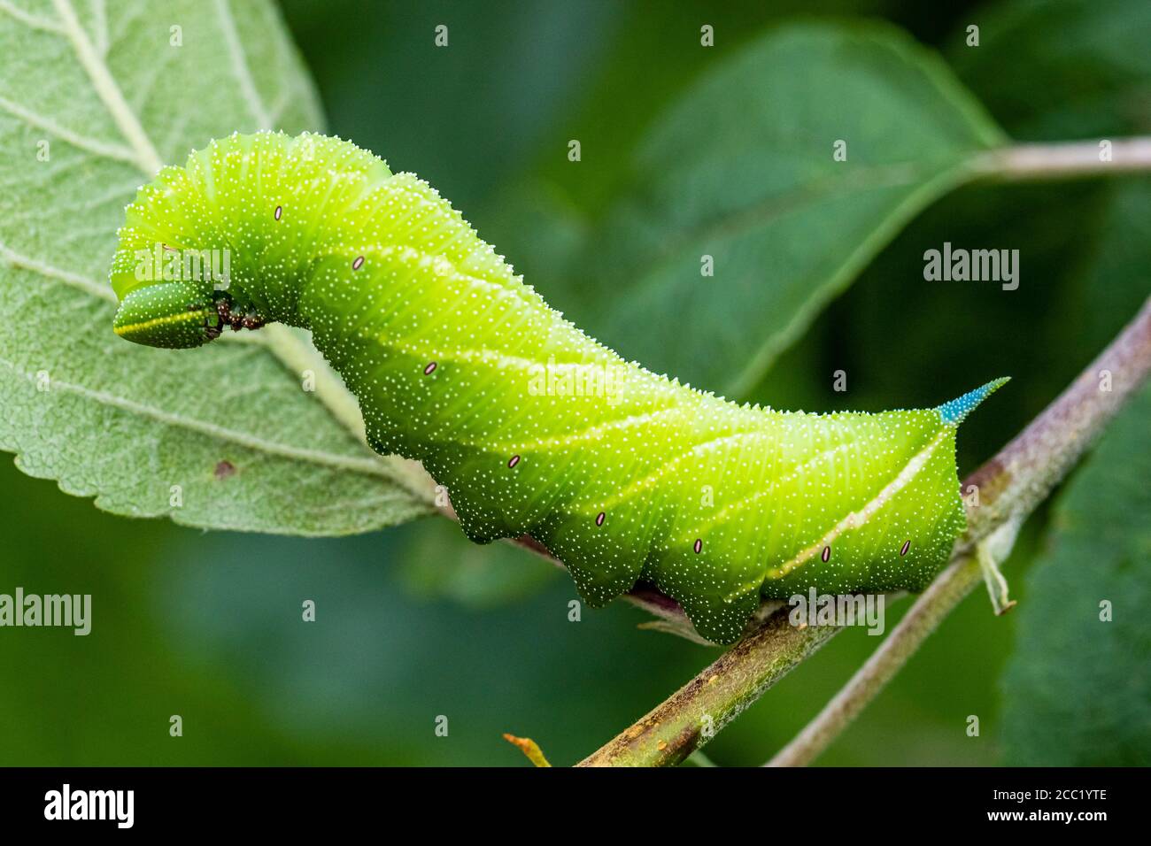The larva of an eyed hawk moth on apple leaves Stock Photo - Alamy