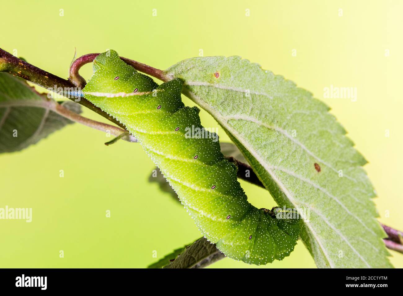 The larva of an eyed hawk moth on apple leaves Stock Photo - Alamy