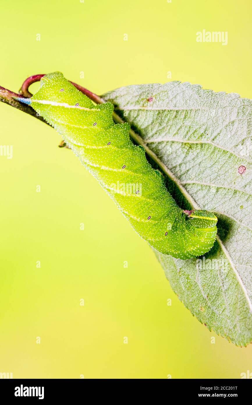 The larva of an eyed hawk moth on apple leaves Stock Photo - Alamy