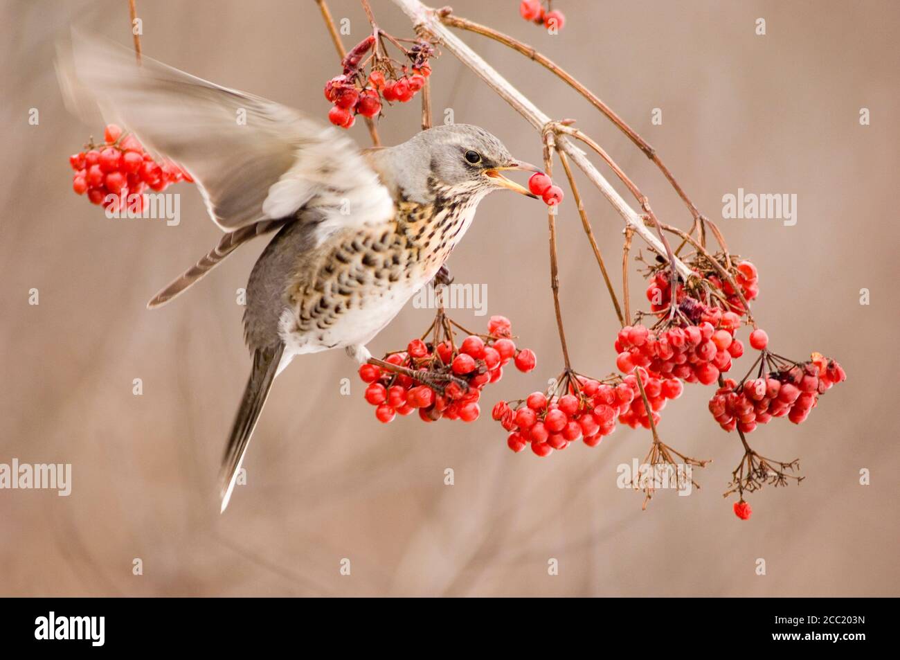 Fieldfare, Turdus pilaris, eating rowan berries Stock Photo - Alamy